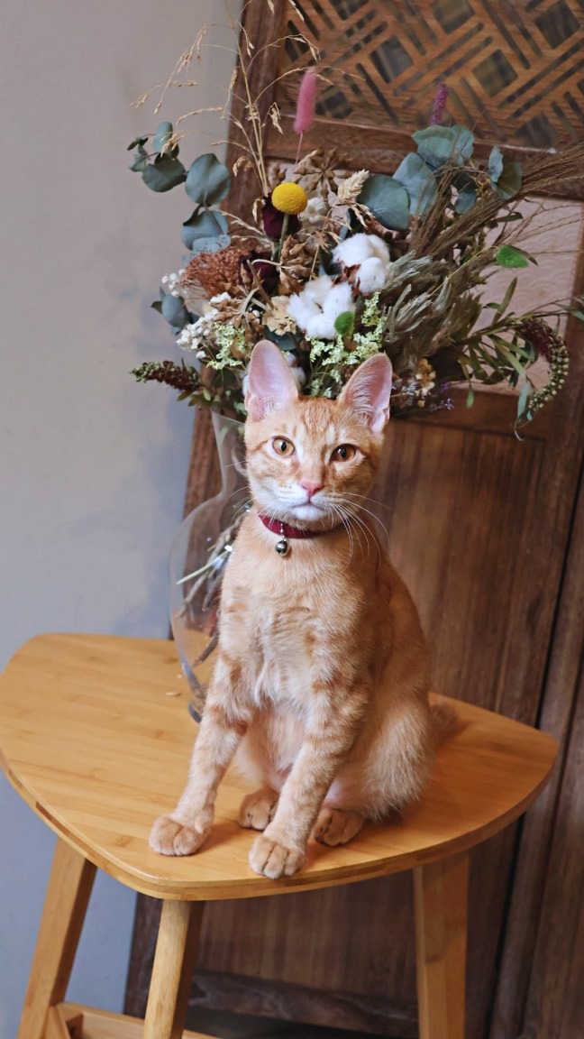 雪咖啡 yuki coffee｜行天宮深夜貓咪咖啡廳，溫馨可愛 – 瑪西隨筆