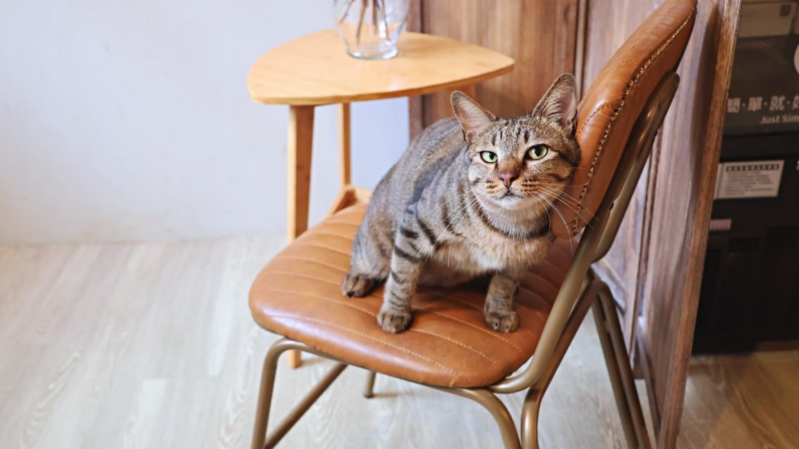 雪咖啡 yuki coffee｜行天宮深夜貓咪咖啡廳，溫馨可愛 – 瑪西隨筆